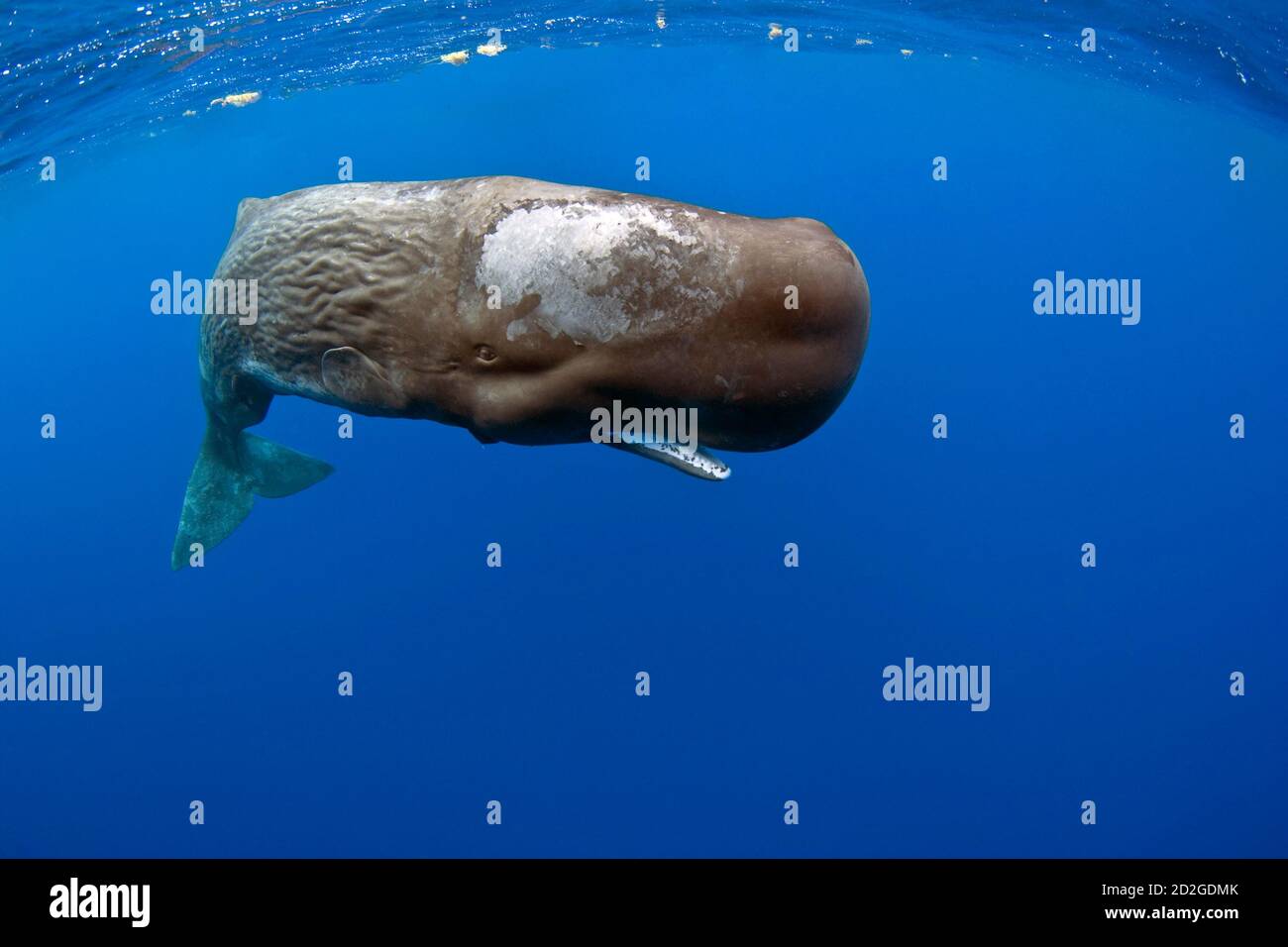 Sperm whale teeth hi-res stock photography and images - Alamy