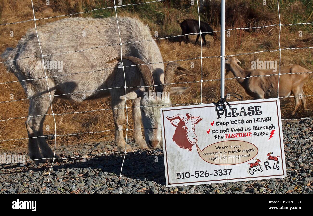 Goats R Us, herd to reduce flood and fire hazards along Alameda Creek ...