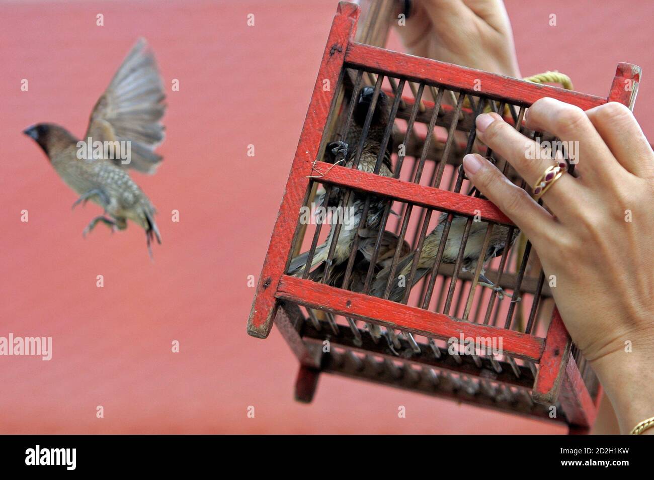 Good luck bird in cage hi-res stock photography and images - Alamy