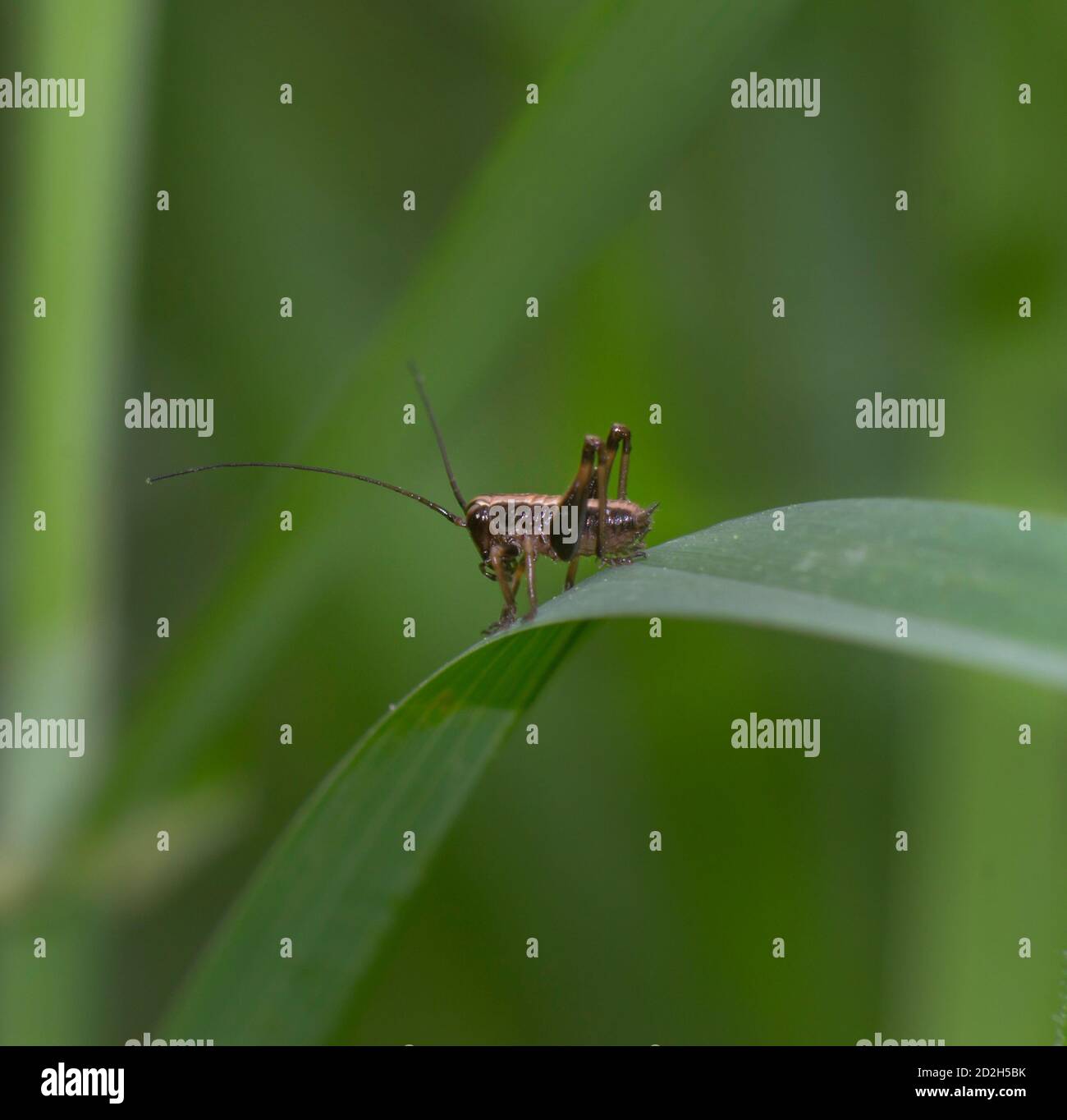 Cricket biology detail hi-res stock photography and images - Alamy