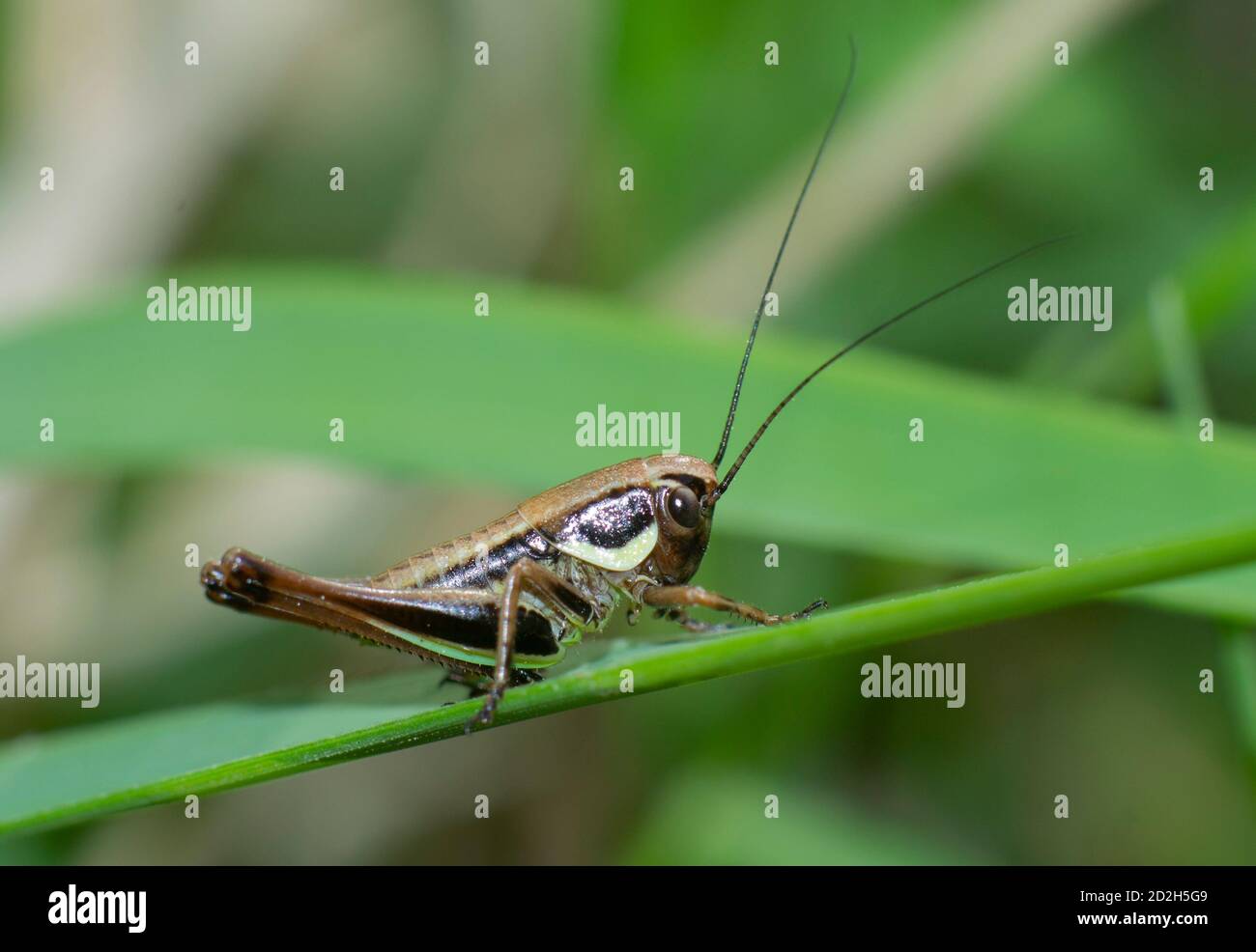Close-up of a small cricket on a blade of grass Stock Photo - Alamy