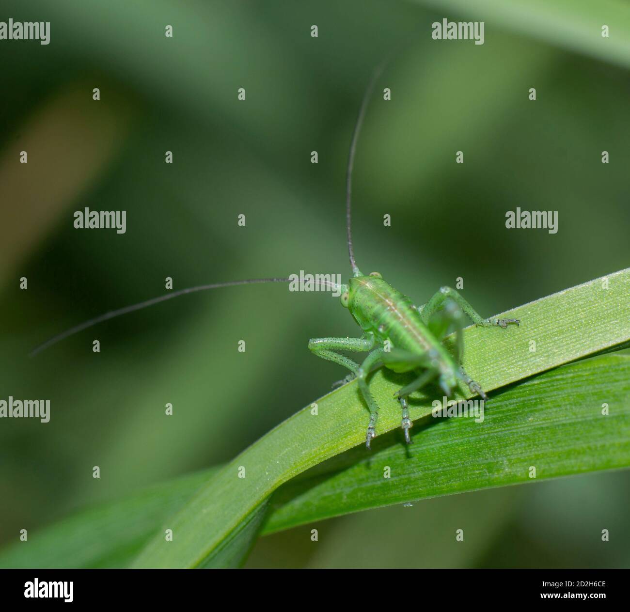 Cricket eater hi-res stock photography and images - Alamy