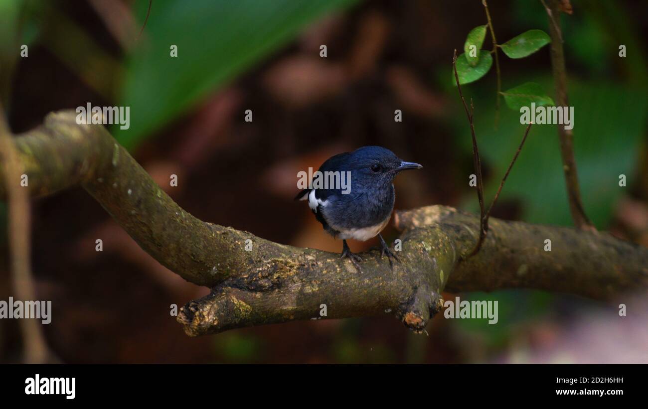 Indian blue robin hi-res stock photography and images - Alamy