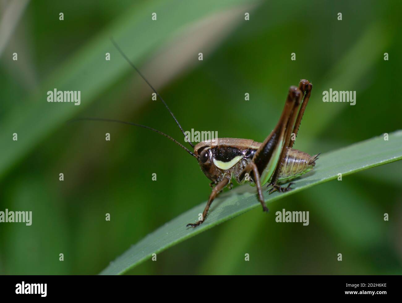Cricket insect legs hi-res stock photography and images - Alamy