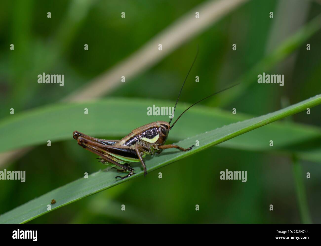 Close-up of a small cricket on a blade of grass Stock Photo - Alamy