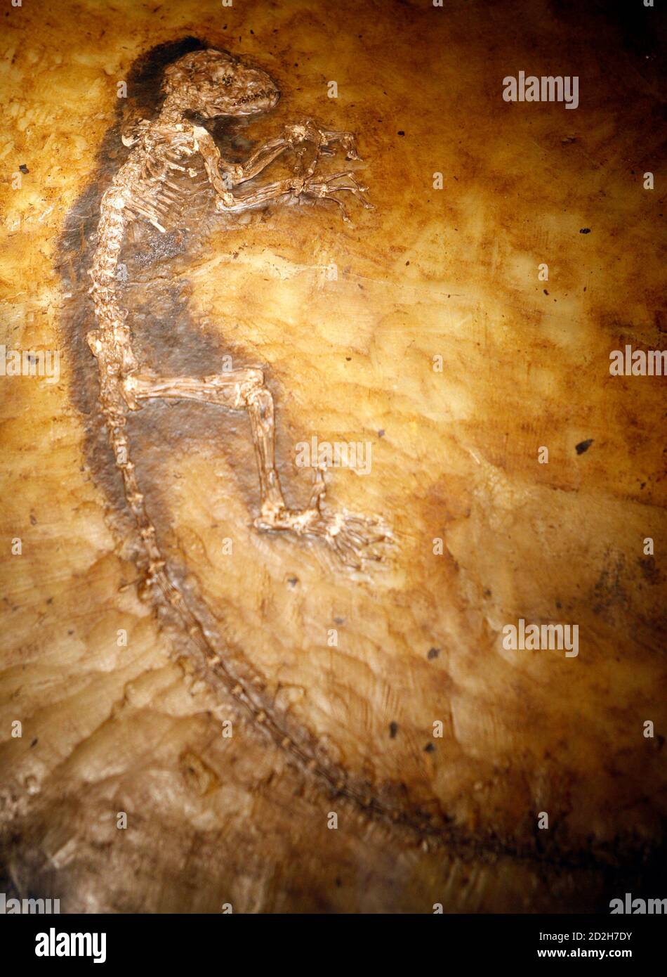 Senckenberg research institute hi-res stock photography and images - Alamy