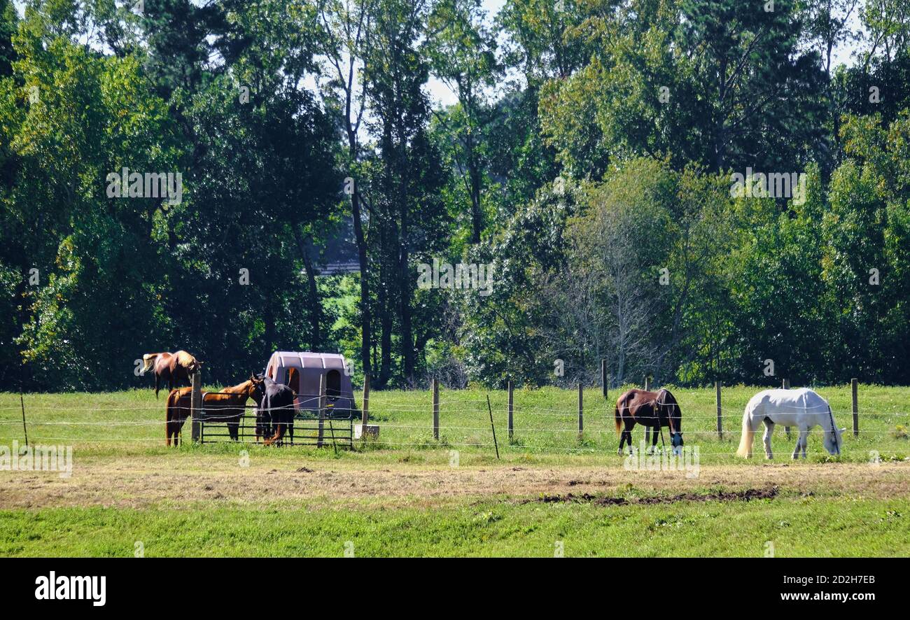 Horses Behind Fence Stock Photo - Alamy