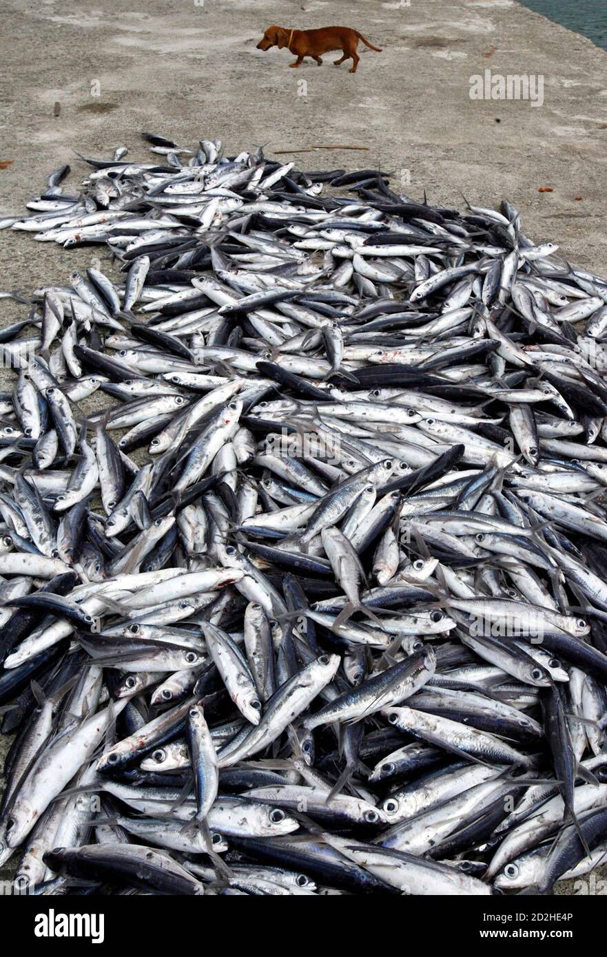 Yami tribe hi-res stock photography and images - Alamy