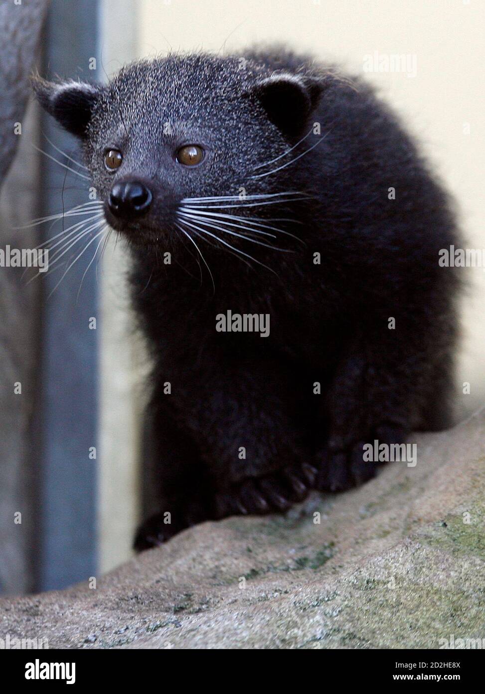 Binturong taronga hi-res stock photography and images - Alamy