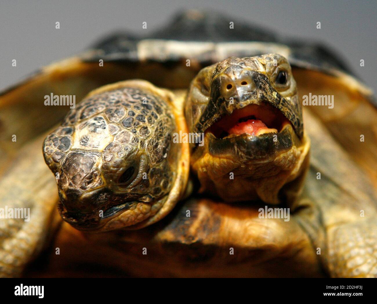 Two headed turtle hi-res stock photography and images - Alamy