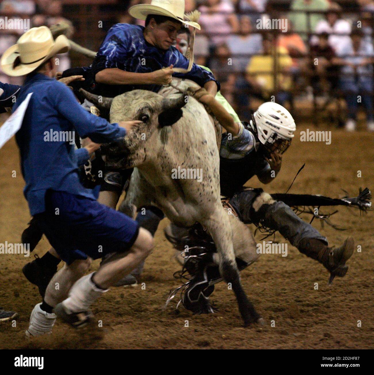 Top two bulls hi-res stock photography and images - Alamy
