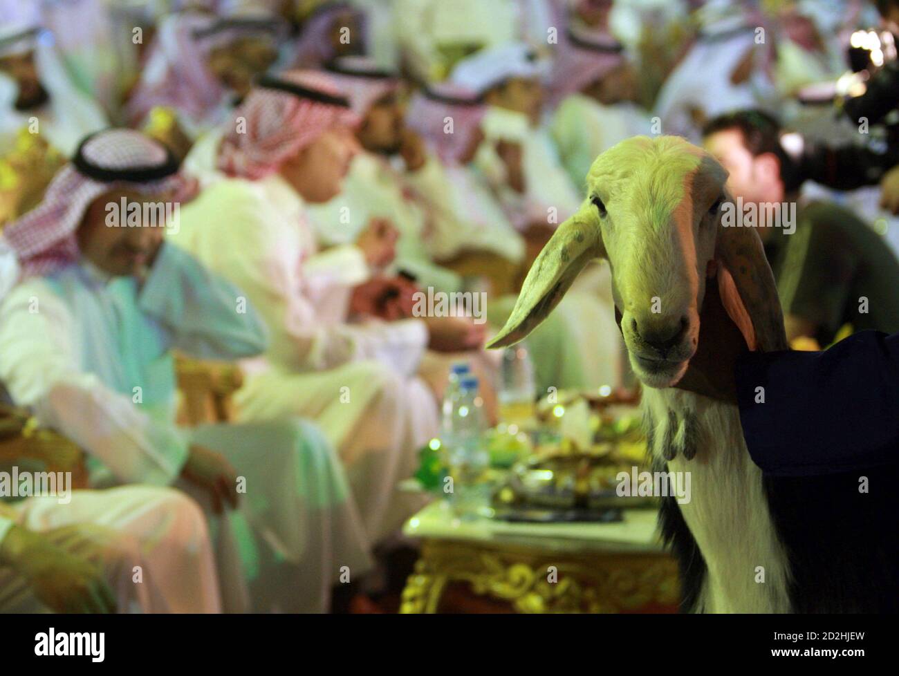 Shami Goat High Resolution Stock Photography and Images - Alamy