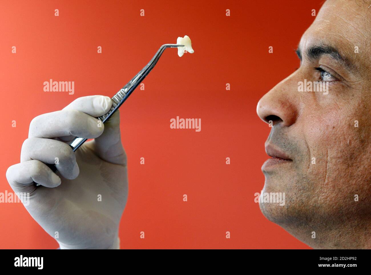 Conducting tissue hi-res stock photography and images - Alamy