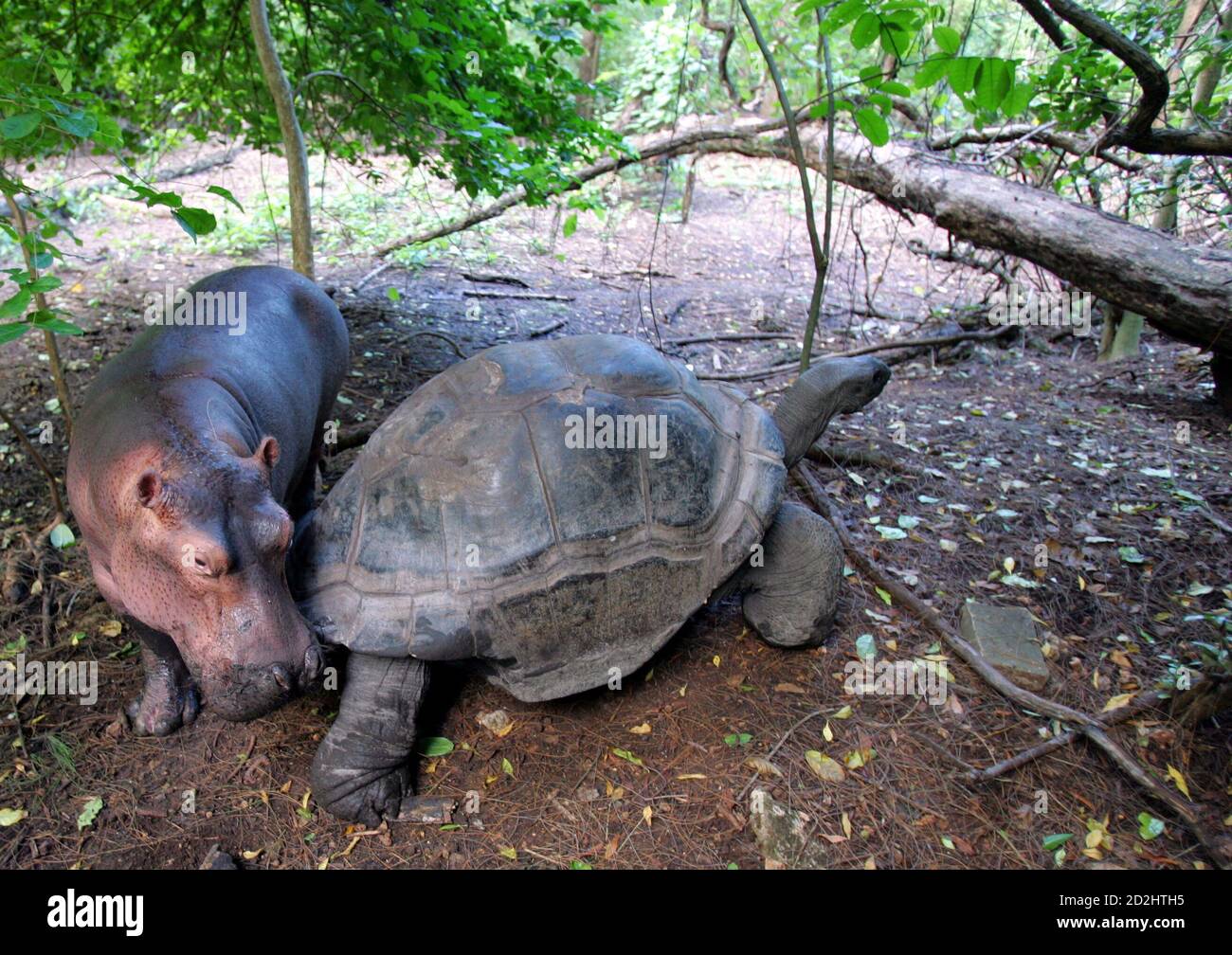 Baby hippo and tortoise hi-res stock photography and images - Alamy