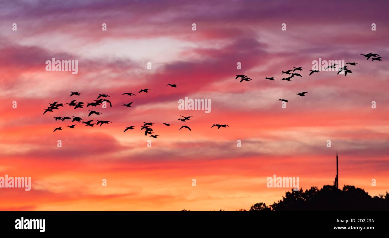Canada geese flying at sunset over Stone Mountain Lake in Stone ...