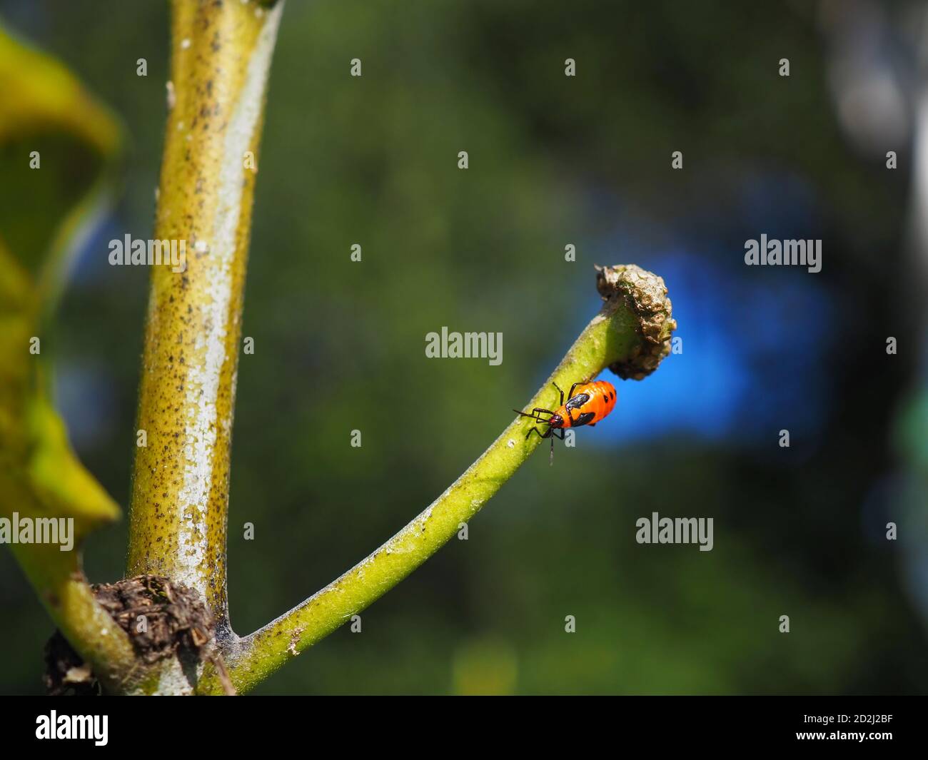 An orange and black Large Milkweed Bug nymph in the 5th instar ...