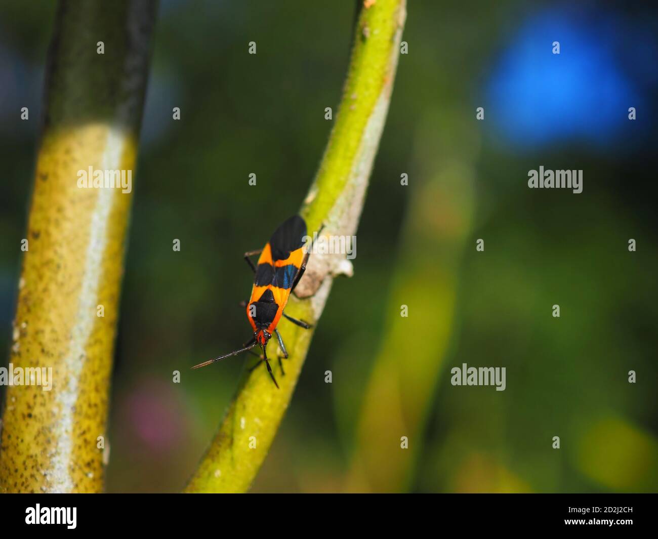 Round bug hi-res stock photography and images - Alamy
