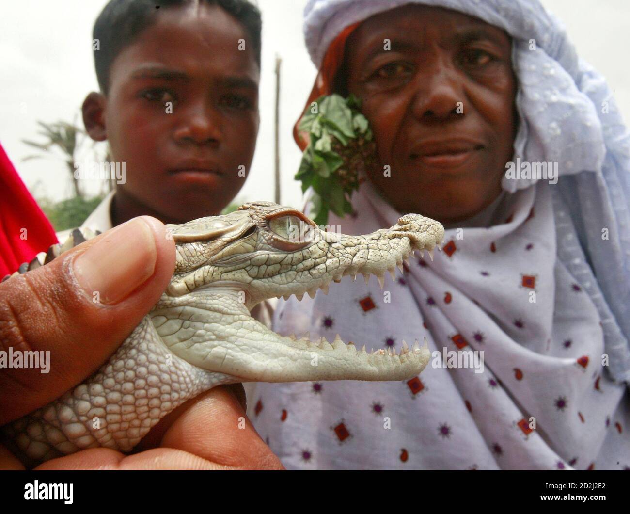 Old Crocodile High Resolution Stock Photography and Images - Alamy