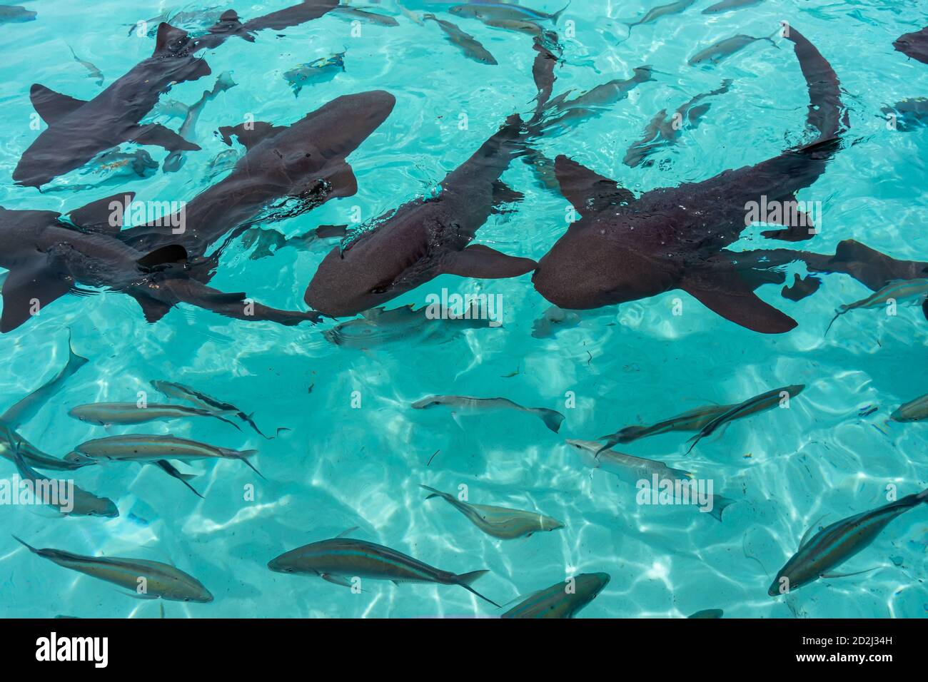 Nurse sharks in Compass Cay (Great Exuma, Bahamas Stock Photo - Alamy