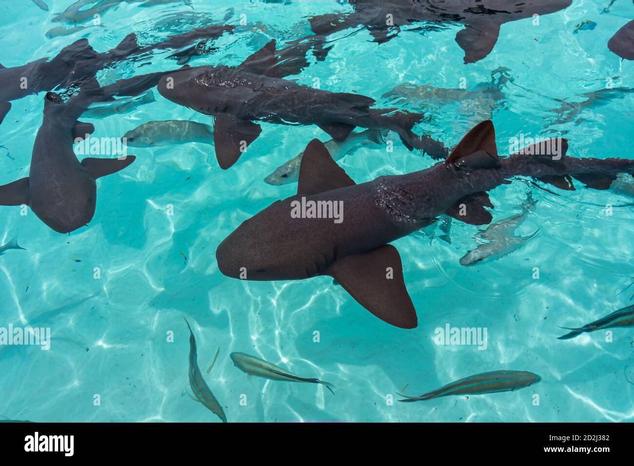 Nurse sharks in Compass Cay (Great Exuma, Bahamas Stock Photo - Alamy