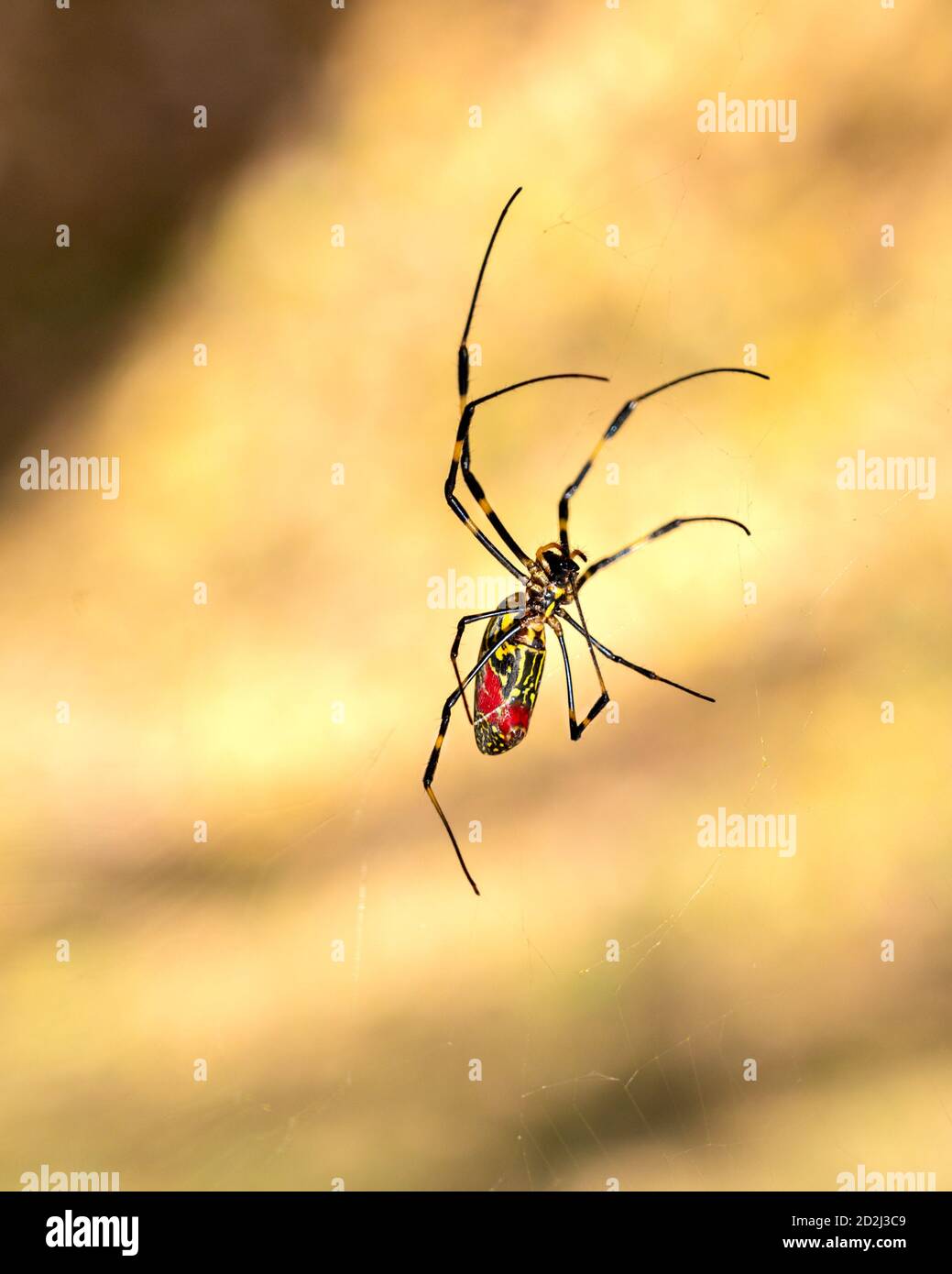 Close-up of a Japanese Joro spider moving across his web. Shallow DOF ...