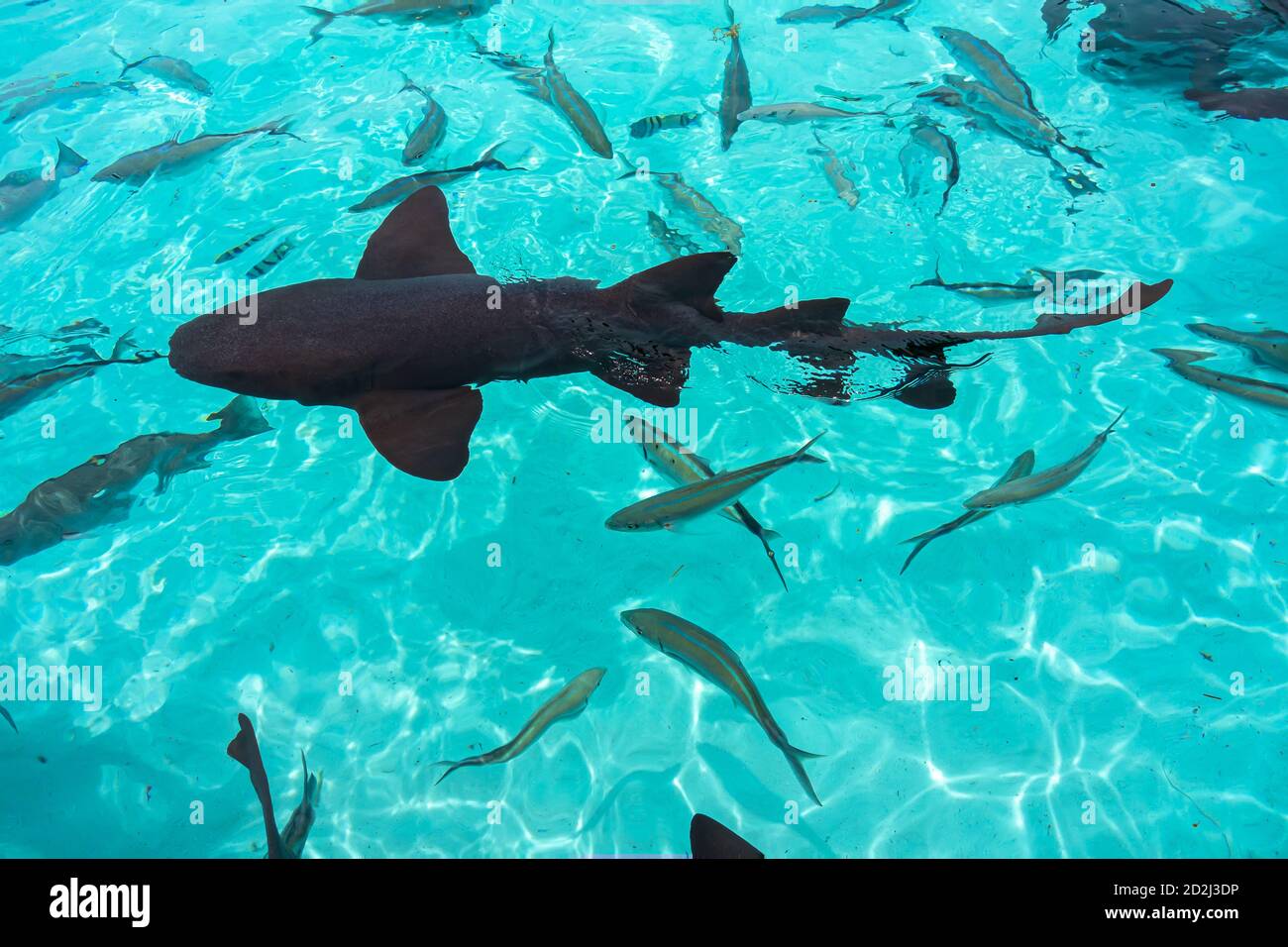 Nurse sharks in Compass Cay (Great Exuma, Bahamas Stock Photo - Alamy