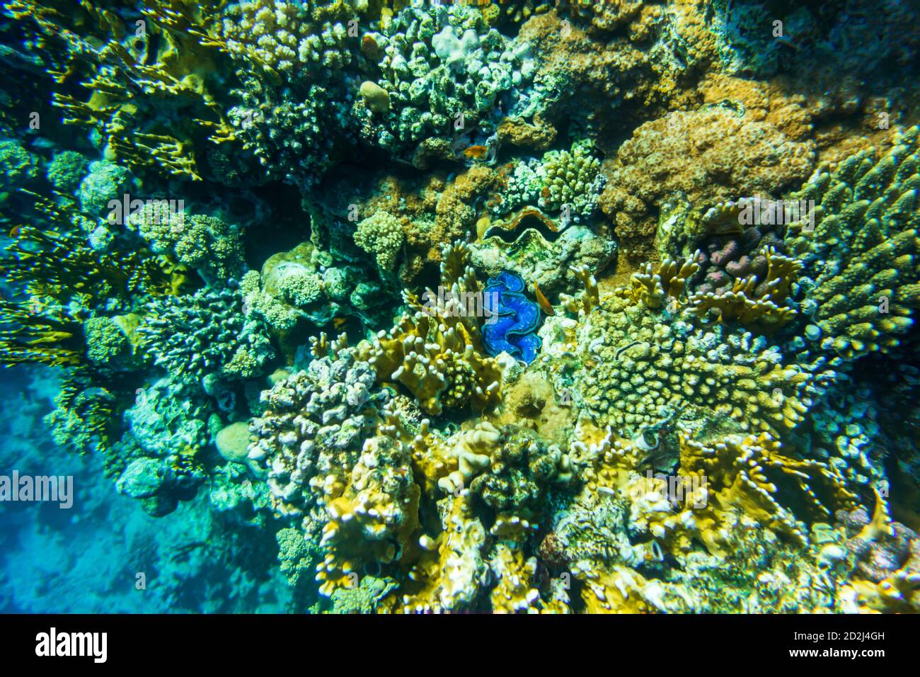 Colorful barrier reef in Sharm El Sheikh in the Red Sea (Egypt Stock ...