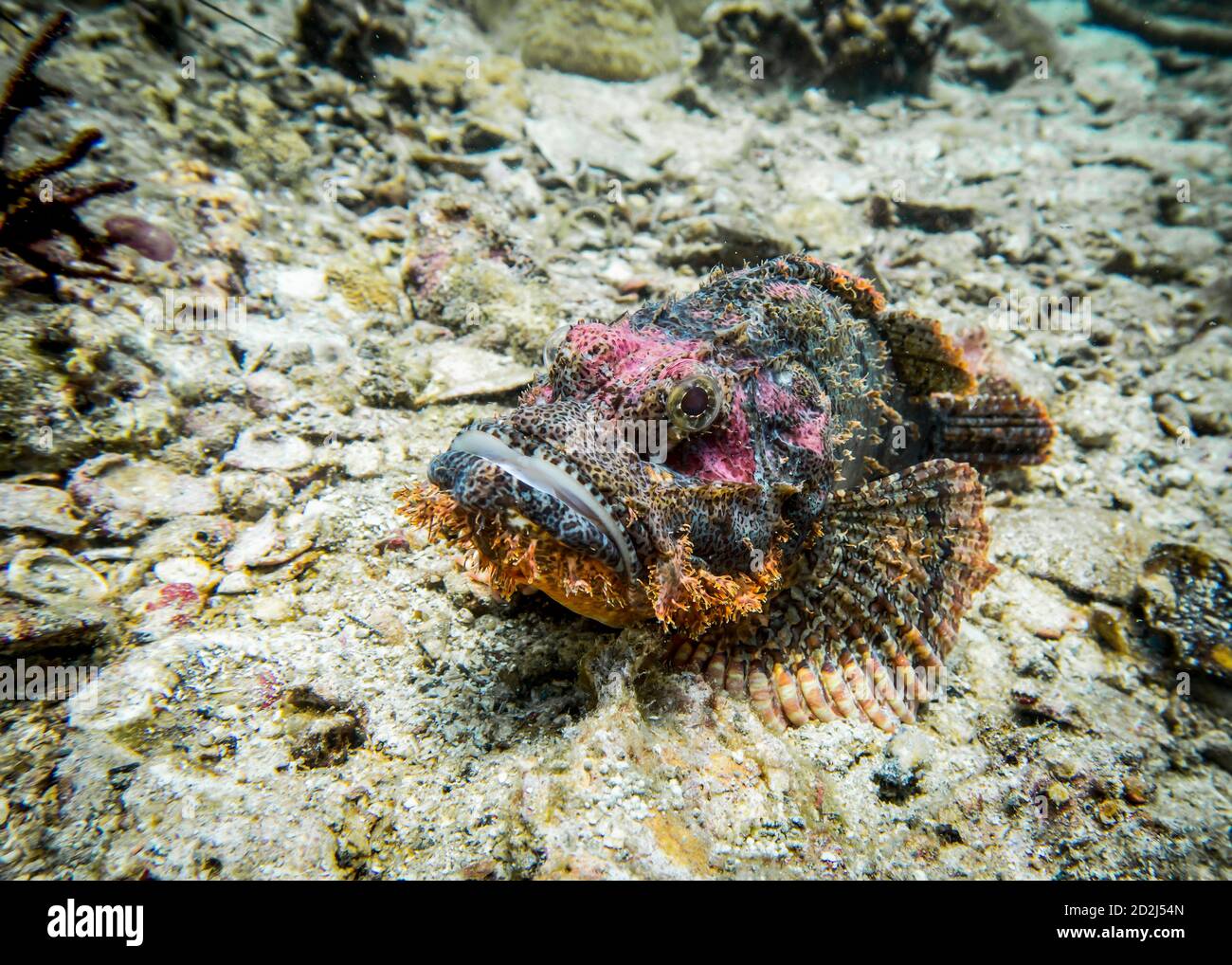 Scorpion fish in Andaman sea rarely appears in the open space Stock ...