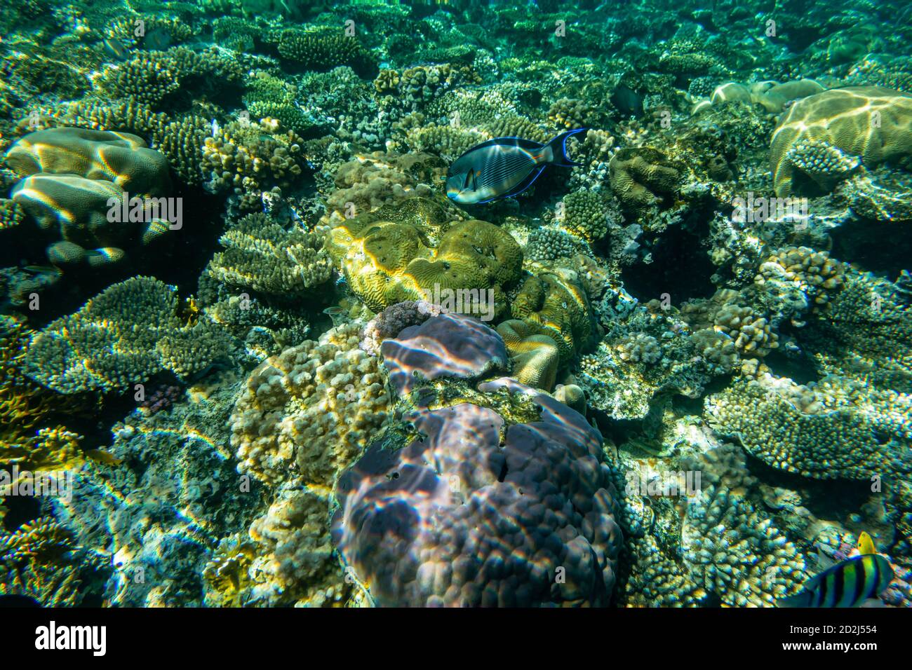 A surgeonfish along the barrier reef in Sharm El Sheikh in the Red Sea ...