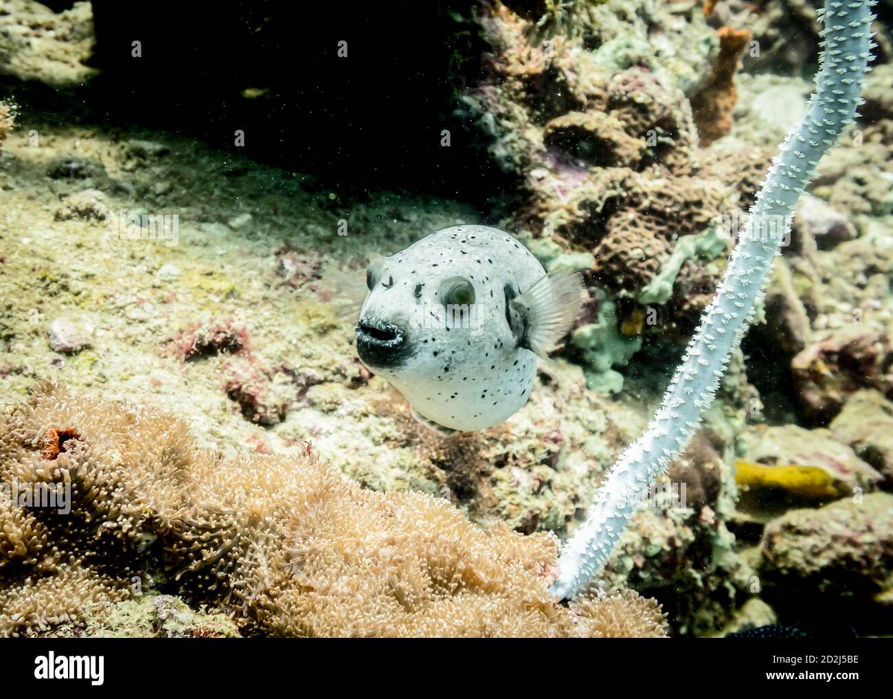 Masked Puffer Fish slowly floating at the bottom of the Indian ocean ...