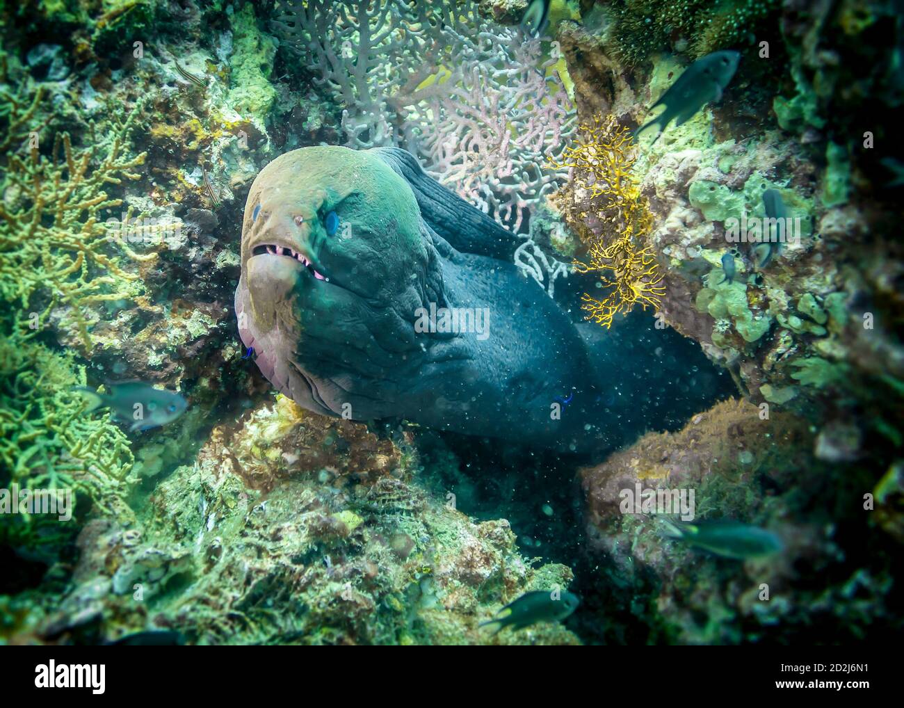 Moray eel thailand hi-res stock photography and images - Alamy