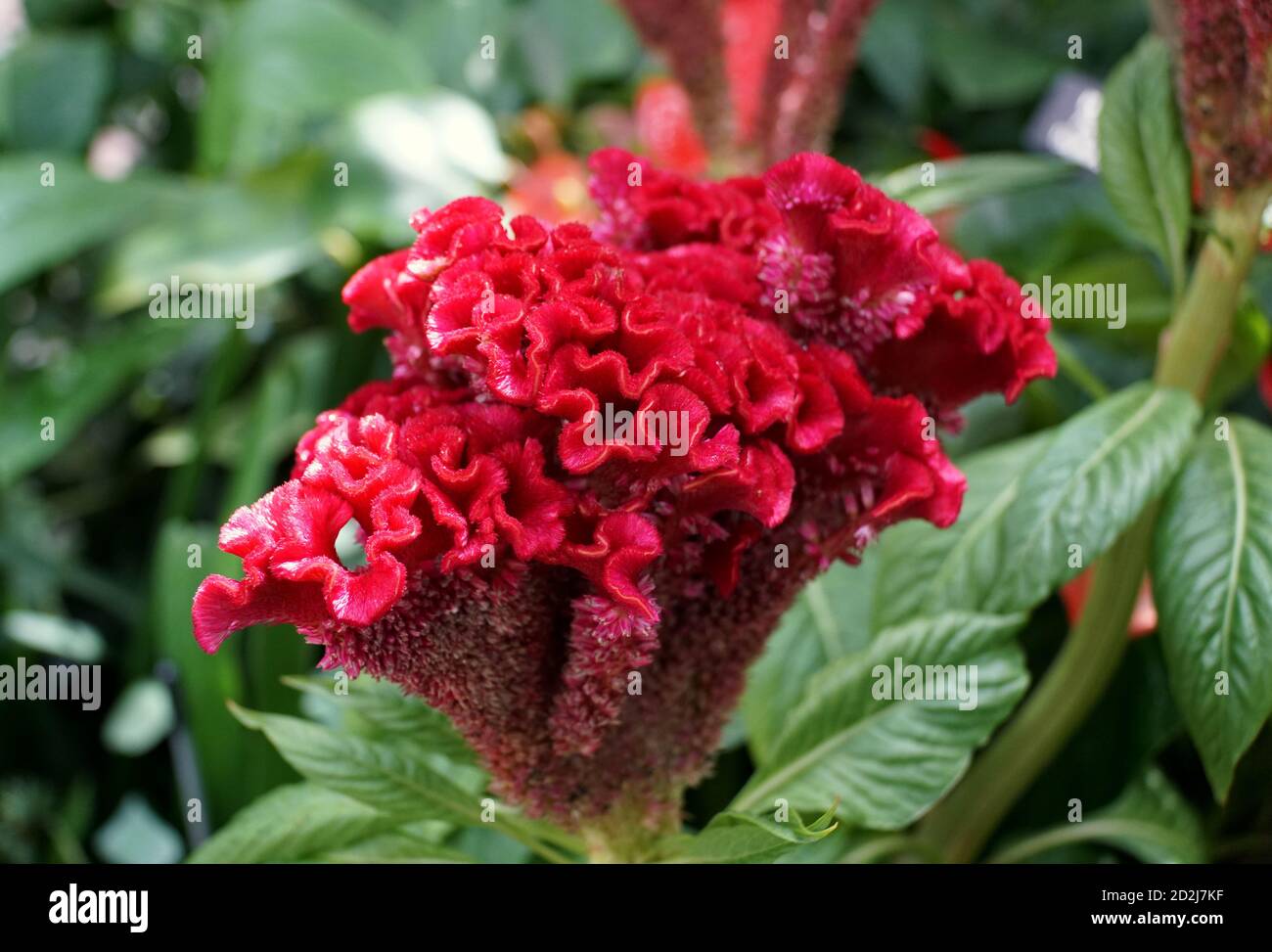 Beautiful dark red color of Cockscomb "Bombay Fire" flower Stock Photo ...