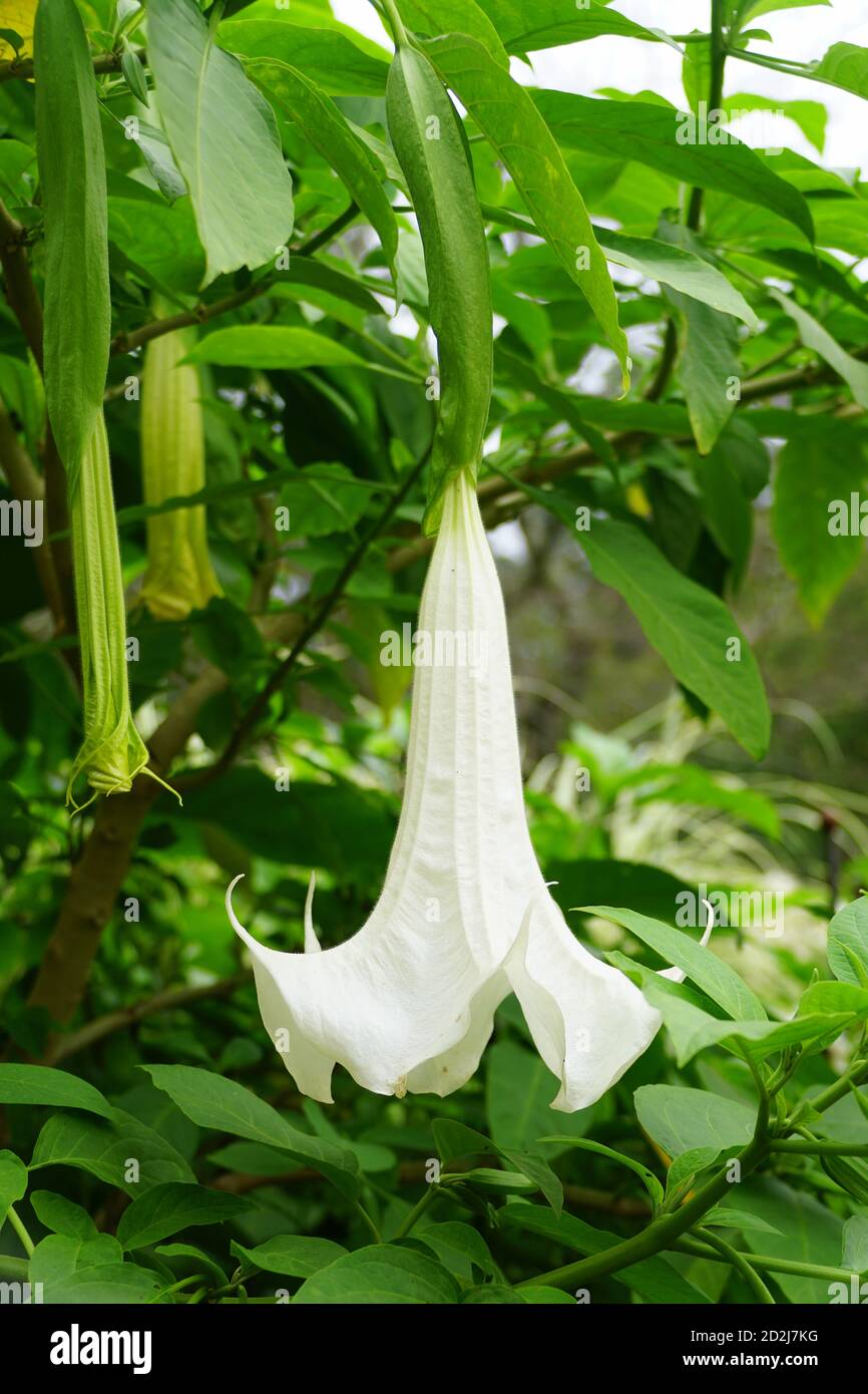 Beautiful white Angel's Trumpet Brugmansia 'Cypress Gardens' flower ...