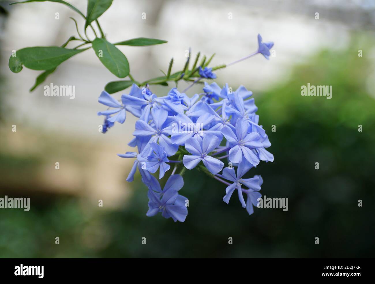 Close up of the light blue Plumbago flowers, a climbing tropical plant ...