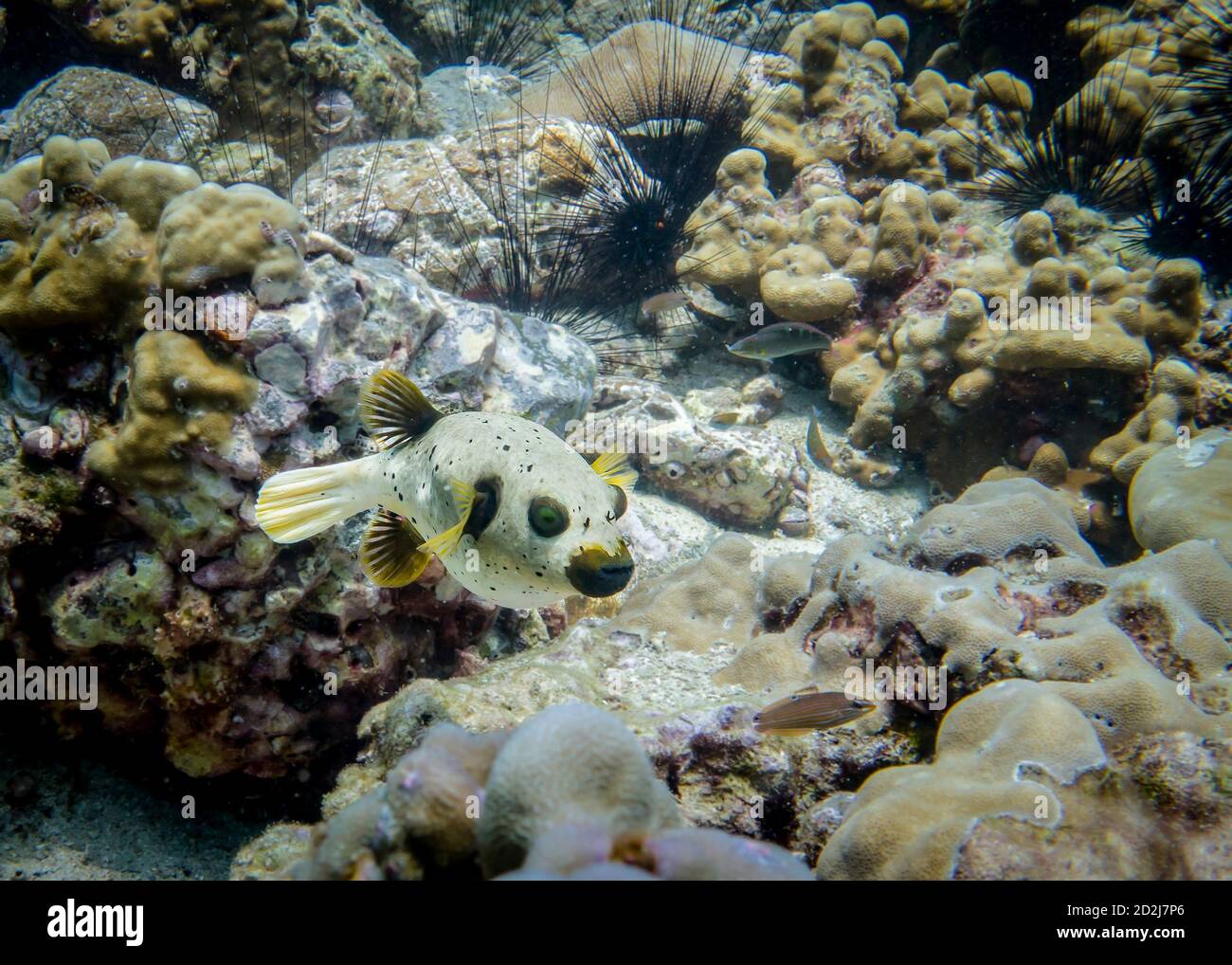 Curious fish in colorful coral hi-res stock photography and images - Alamy