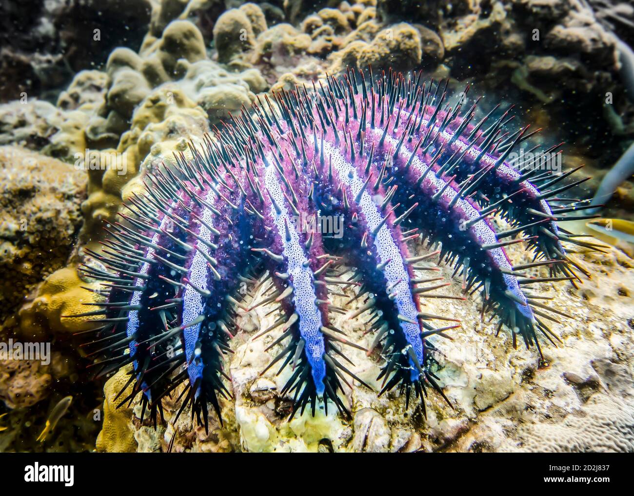 Crown Of Thorns Starfish Sting