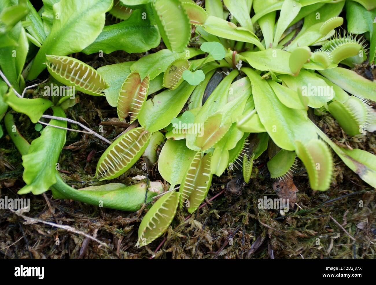Carnivorous plant teeth hi-res stock photography and images - Alamy