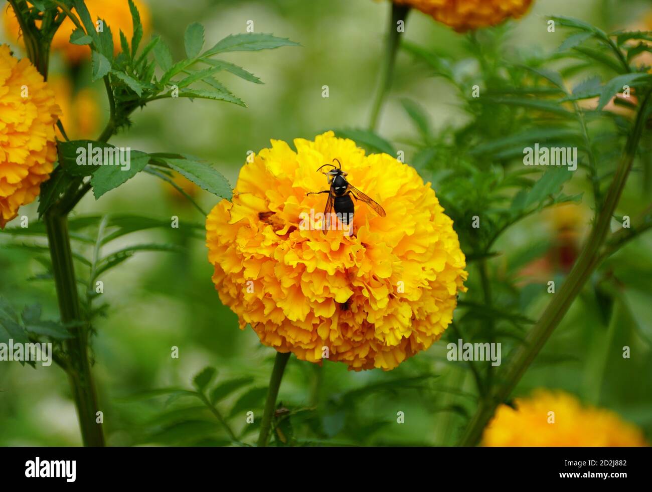 A bee pollinating a yellow Marigold flower Stock Photo - Alamy
