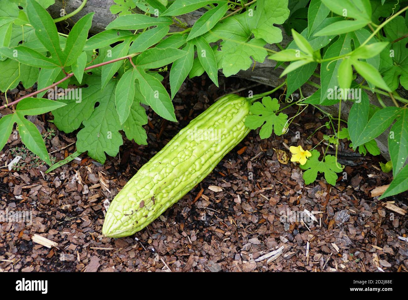 Melon on ground hi-res stock photography and images - Alamy