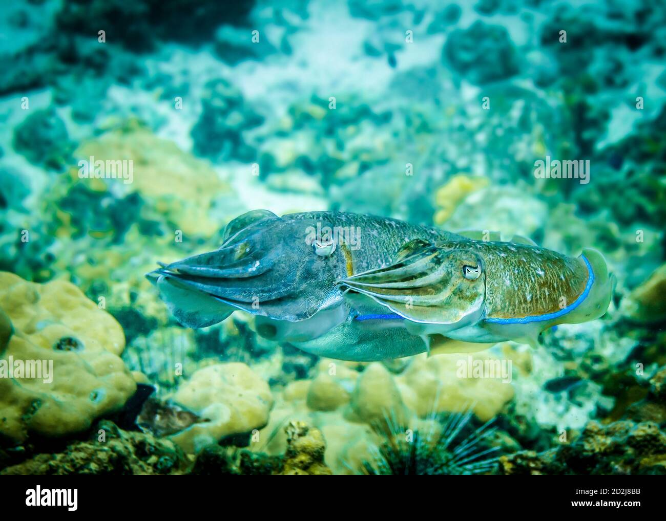 Sea cuttlefish disguised as the color of the seabed in the Indian Ocean ...