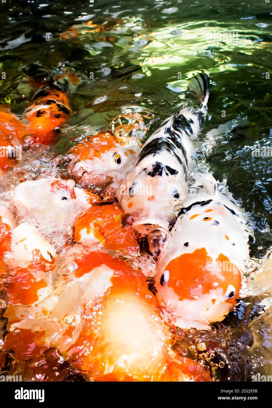 Japanese carp fishes: beautiful and greedy Stock Photo - Alamy