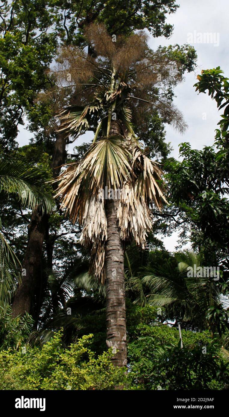 Corypha taliera hi-res stock photography and images - Alamy