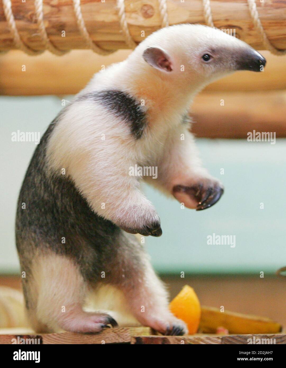 Tamandua anteaters hi-res stock photography and images - Alamy