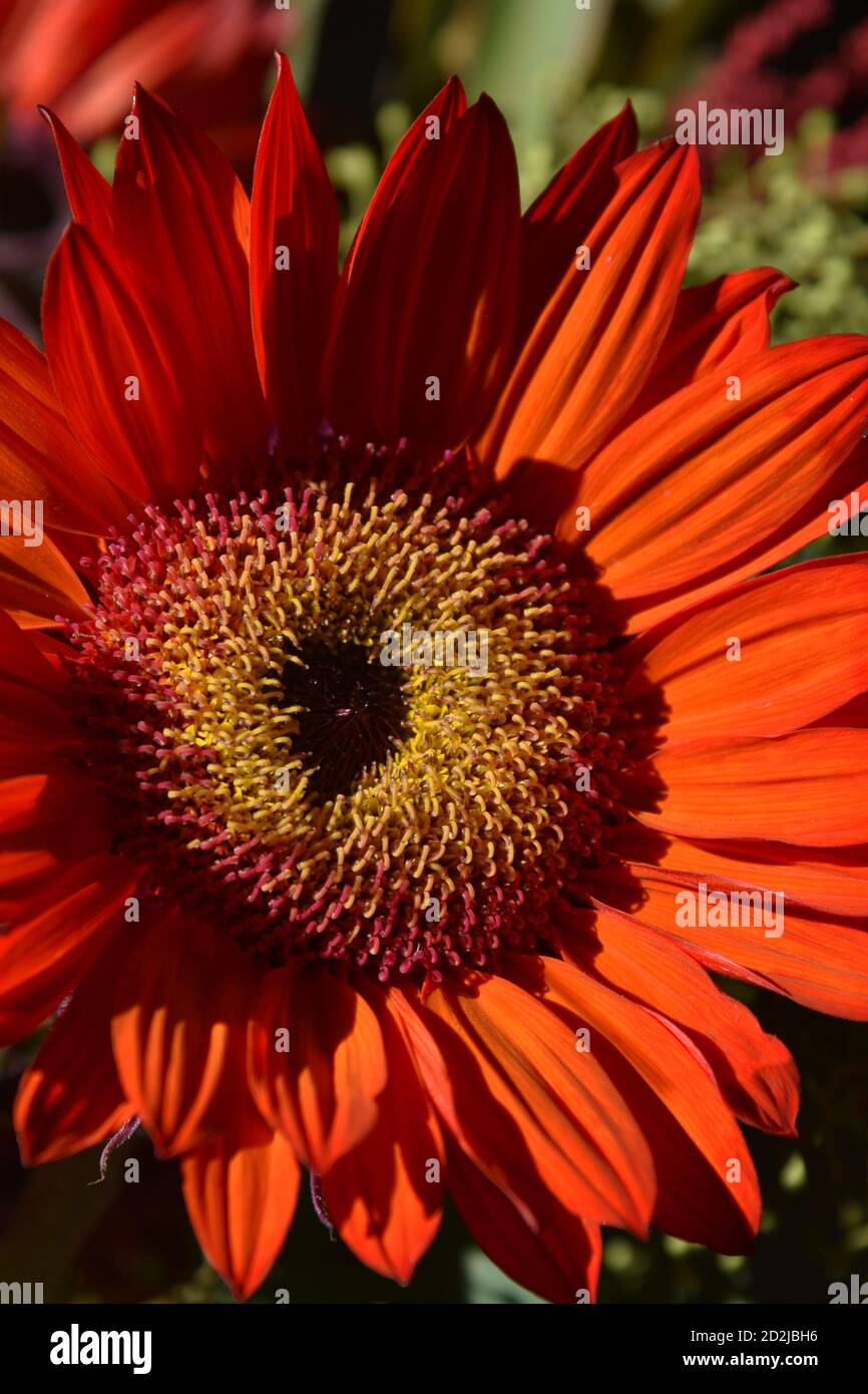 Red sunflower in full bloom Stock Photo - Alamy