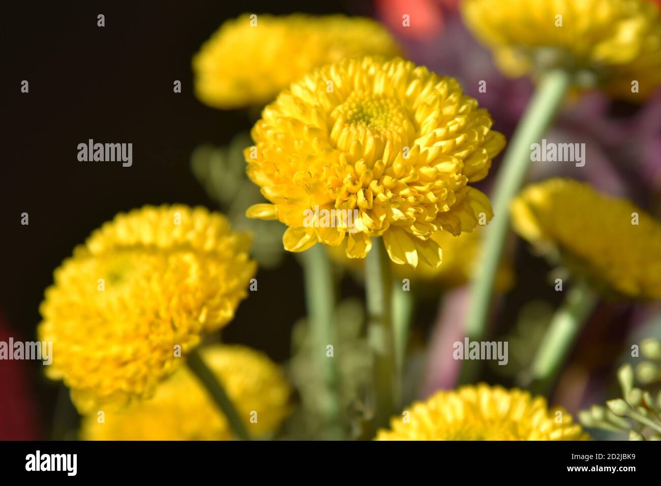Yellow Mums High Resolution Stock Photography and Images - Alamy