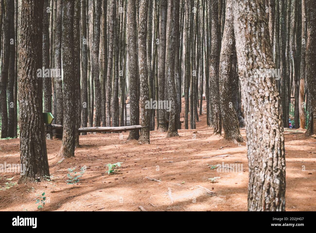 Autumn Fall landscape of pine forest in hutan pinus mangunan ...