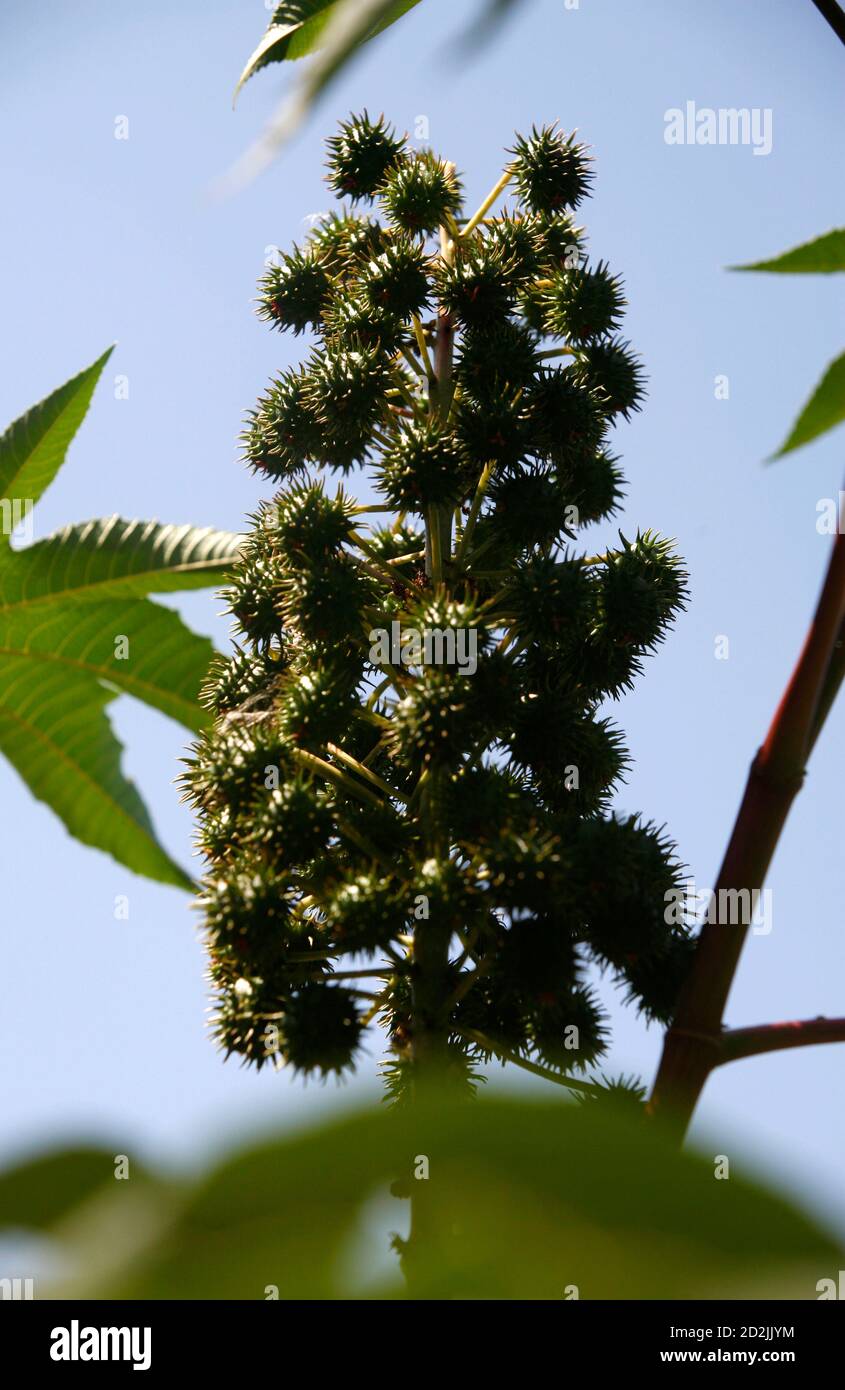 Live around fruit trees hi-res stock photography and images - Alamy