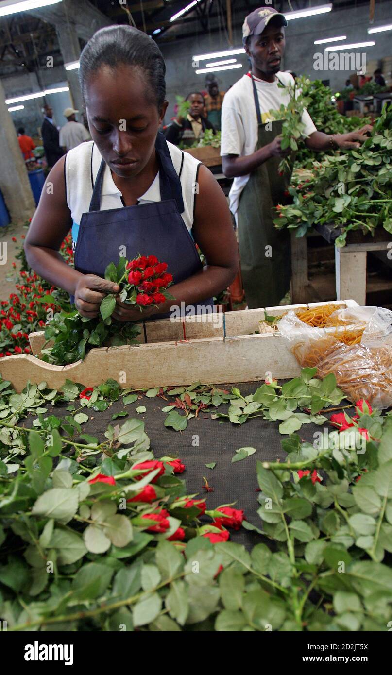 Flower Farm Kenya High Resolution Stock Photography and Images - Alamy