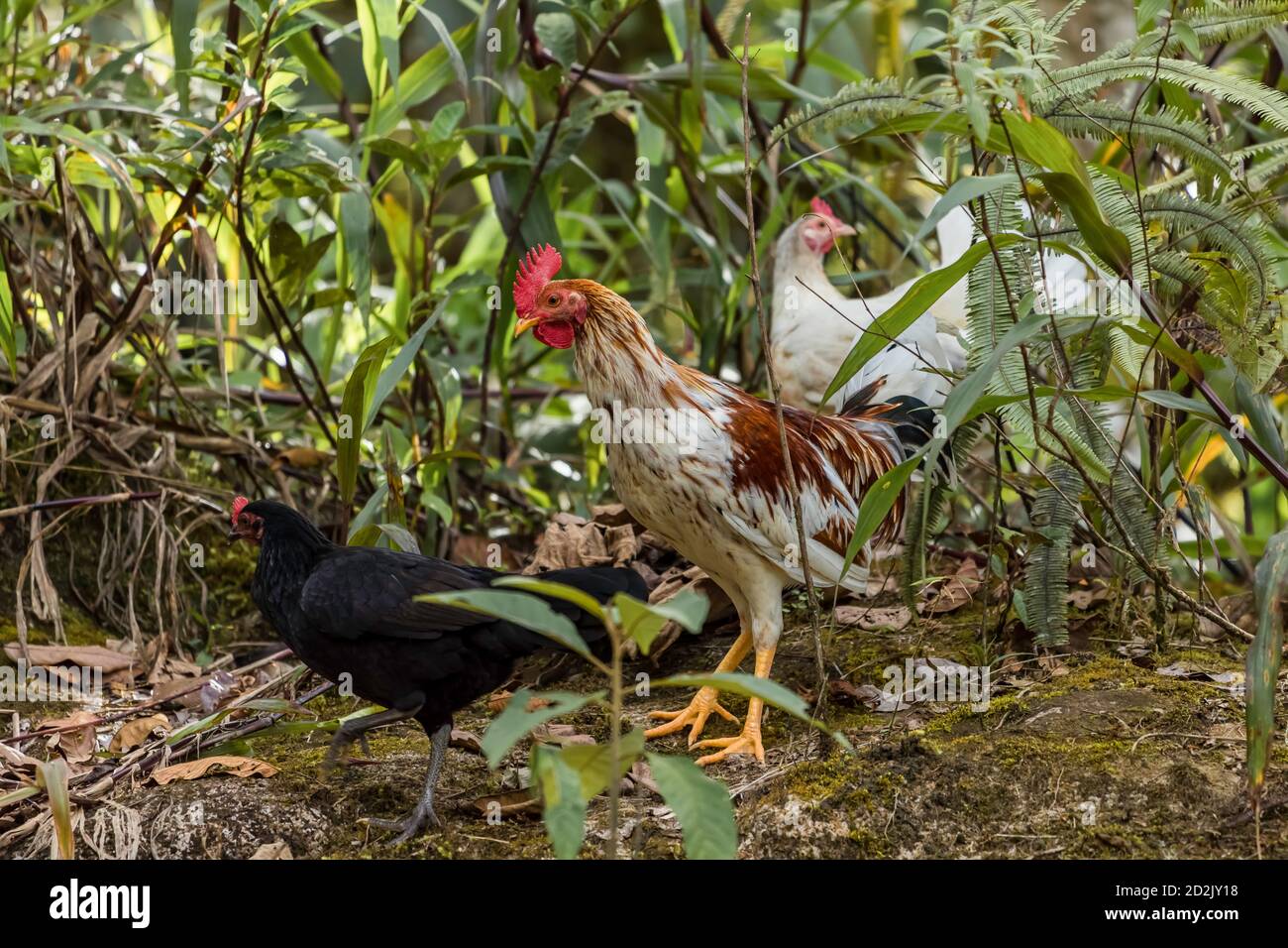 white fine rooster accompanied by two hens in the middle of the green ...