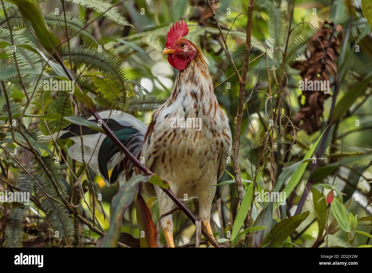 white fine rooster in the middle of the green vegetation of the ...